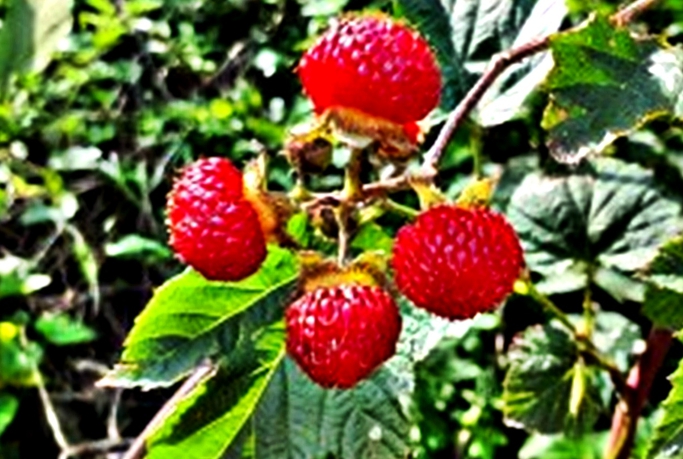 Before cabbage was introduced to Europe, it was used in Ancient Rome as ...