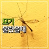 어린이 아기 모기패치 붙일때 주의사항모기연고모기 물렸을때 네이버 블로그