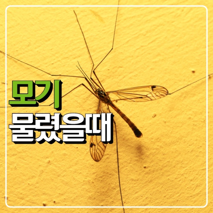어린이 아기 모기패치 붙일때 주의사항모기연고모기 물렸을때 네이버 블로그