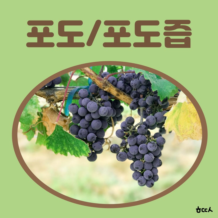 포도 효능 포도즙 효능 포도즙 칼로리 포도 제철 건포도 청포도 네이버 블로그