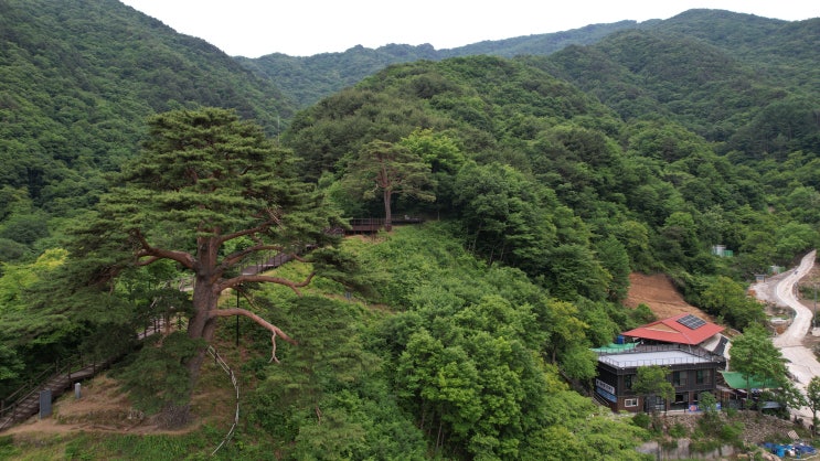 남원 [지리산 뱀사골 펜션] 산이야기펜션과 천년송 : 네이버 블로그