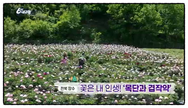 KBS6시 내고향 출연 : 꽃은 내인생! "목단과 겹작약" : 네이버 블로그