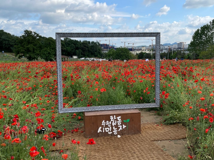 수원가볼만한곳 수원탑동시민농장 꽃양귀비 청보리밭잔디광장 연못 네이버 블로그