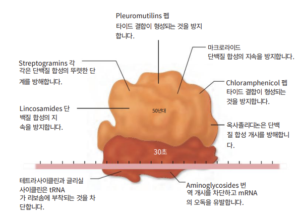 항생제 단백질 합성 저해 핵산 합성 저해 항생제 저항성 유전자 항생제의 종류와 기능 네이버 블로그