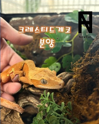 크레스티드게코 도마뱀 분양 및 정보 서울 구리 의정부 서울 노원 파충류샵 네이버 블로그