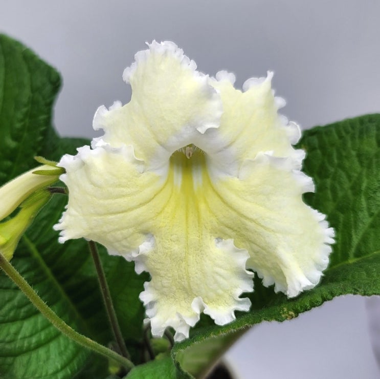 J&S2251(lemon hail-레몬헤일) : 네이버 블로그