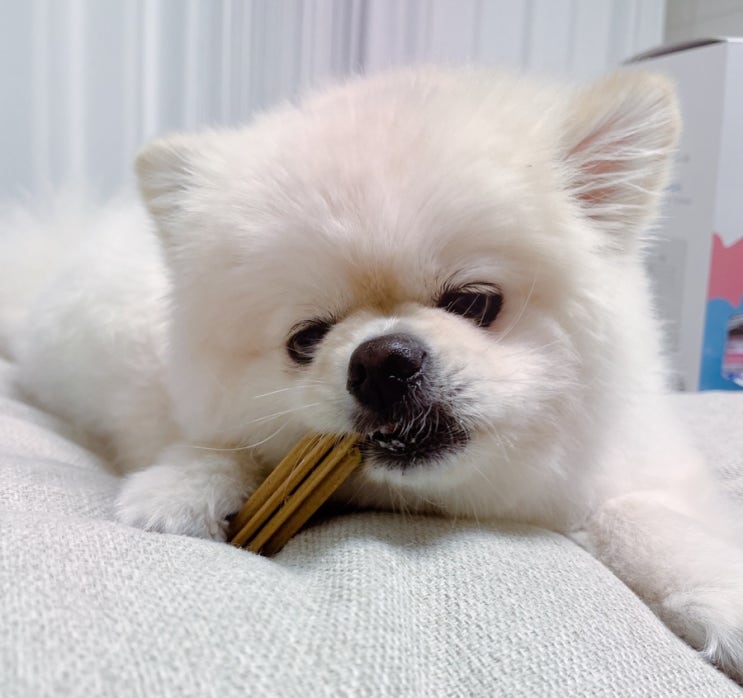 강아지간식 강아지덴탈껌 원데이케어로 강아지치석관리해요 네이버 블로그