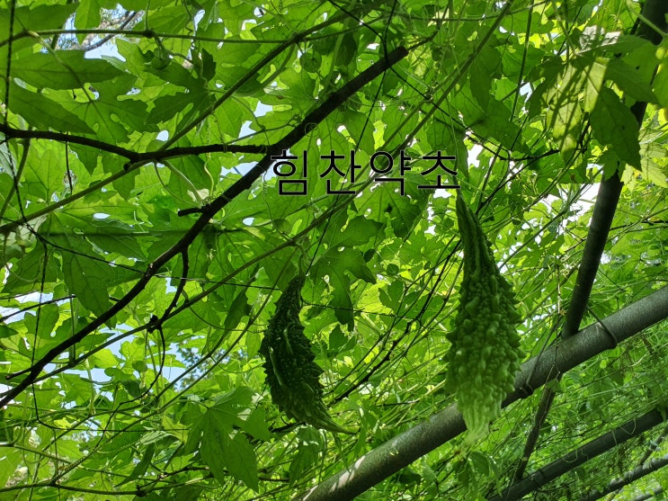 췌장염에 좋은 음식 여주 : 네이버 블로그