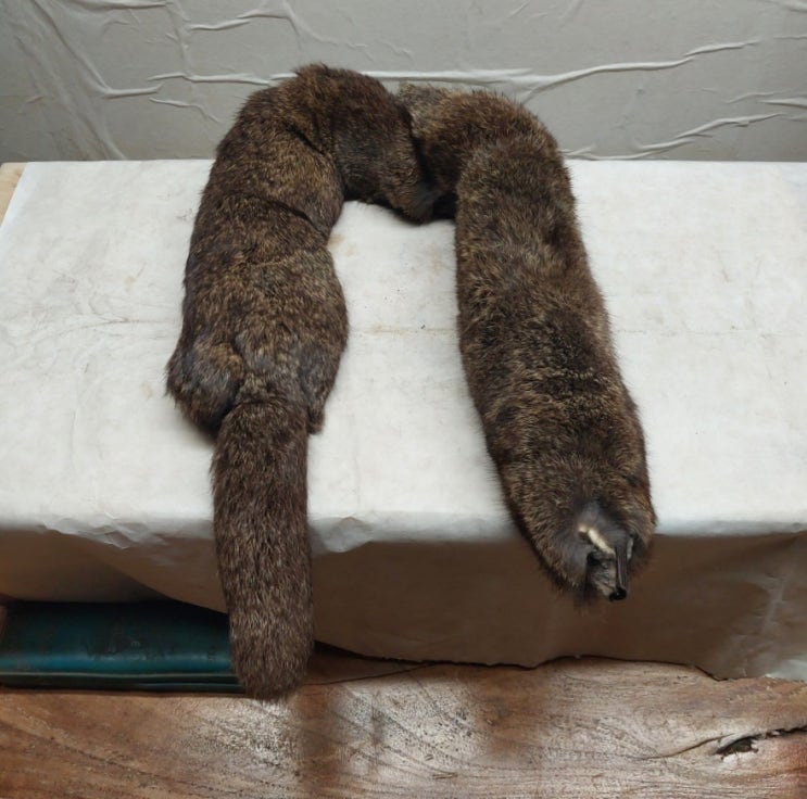 족제비 목도리 : 네이버 블로그