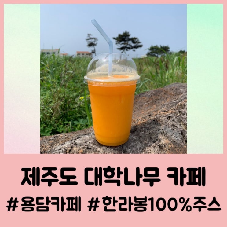 제주 용담 카페 대학나무 여행 첫째 날 무조건 가야 하는 집 테이크아웃 전문 직접 착즙한 한라봉 주스 감귤쥬스