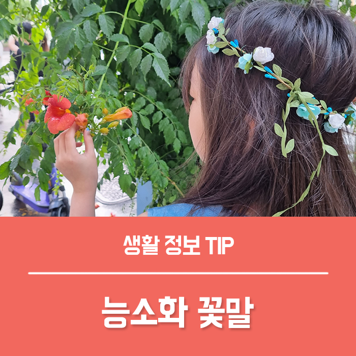 능소화 꽃말 묘목 삽목 키우기 능소화 전설 독 개화시기 능소화 독성 효능 총정리 네이버 블로그