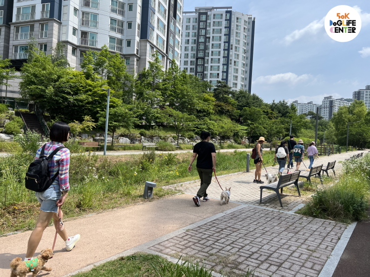 오십케이 강아지산책모임수원광교수지용인 강아지산책광교호수공원강아지산책수업훈련사동반아침산책 네이버 블로그