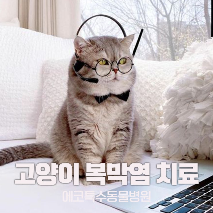 고양이 전염성 복막염 치료하기 양한방 Fip 센터 네이버 블로그