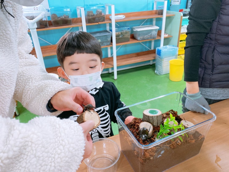 광고no 광덕곤충농장 장수풍뎅이 키우기 장수풍뎅이애벌레 키우기 천안 아산 장수풍뎅이 체험 구매 네이버 블로그