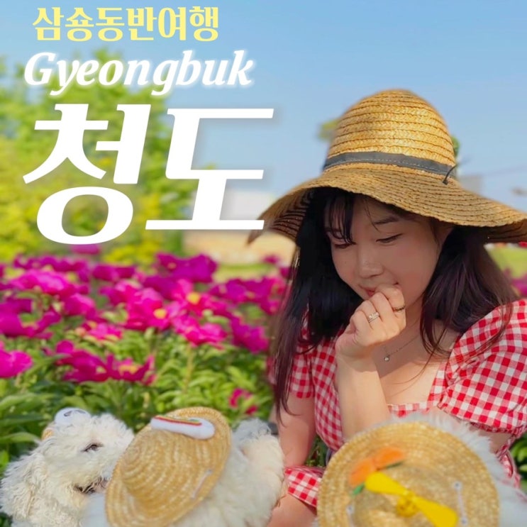경북 청도 애견동반여행 식당 숙소 관광지 모음집 네이버 블로그