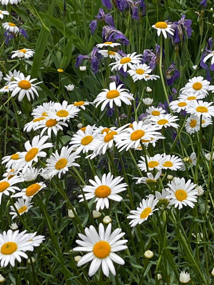 구례구례!(지리산 정원/목월빵집) : 네이버 블로그