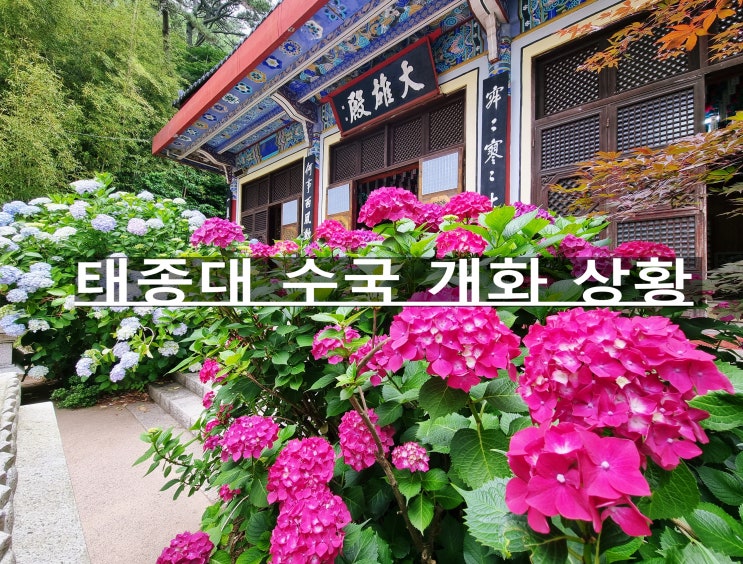 태종대 수국 2023 태종사 수국축제 취소 개화 상태 주차 부산 수국 명소 6월 7월 부산가볼만한곳 네이버 블로그