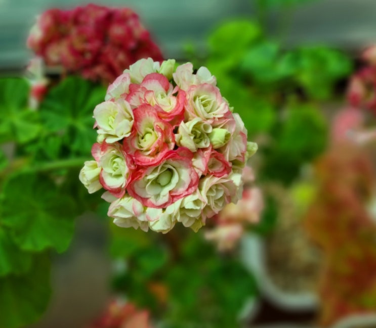 시편35장1~28 : 네이버 블로그