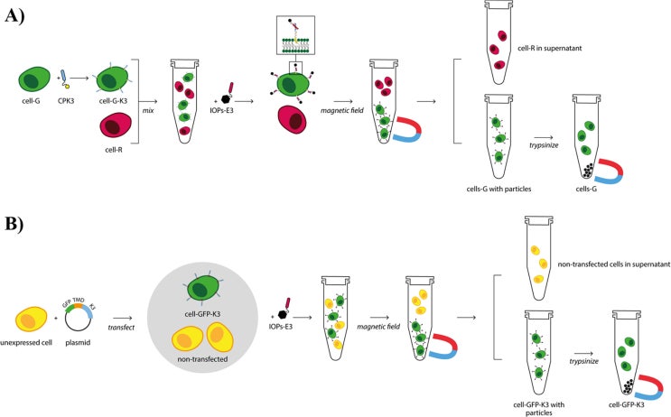 [MACS] Magnetic Activated Cell Sorting : 네이버 블로그