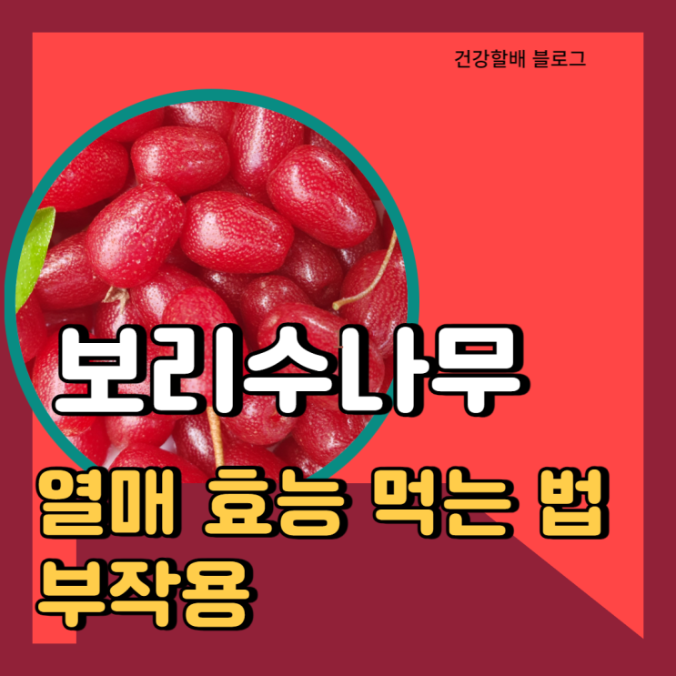 보리수 나무 열매 효능 먹는 법 부작용 네이버 블로그