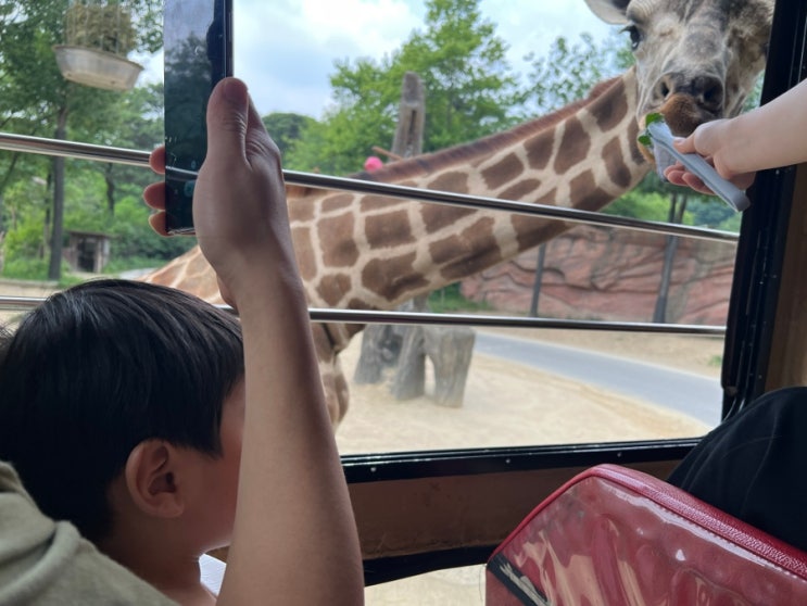 용인 아이랑 갈만한곳6월에버랜드오픈런스마트줄서기로스트밸리꿀팁3세아이놀이기구탈것 총정리 네이버 블로그