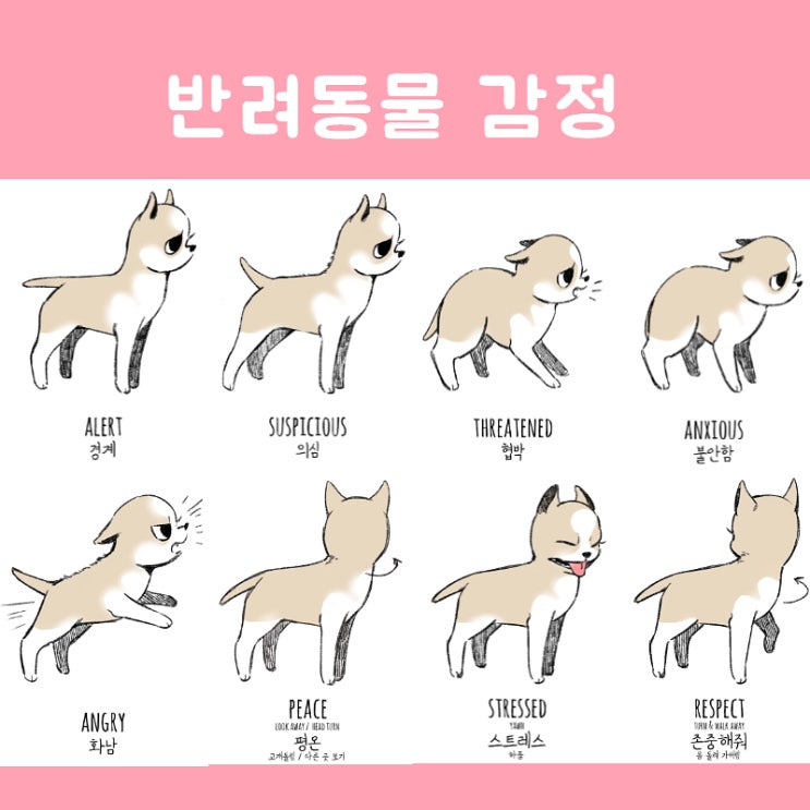 반려견의 귀와 꼬리가 보여주는 신호 (Tell-Tail Signs: What’s Your Dog’s Tail Language ...