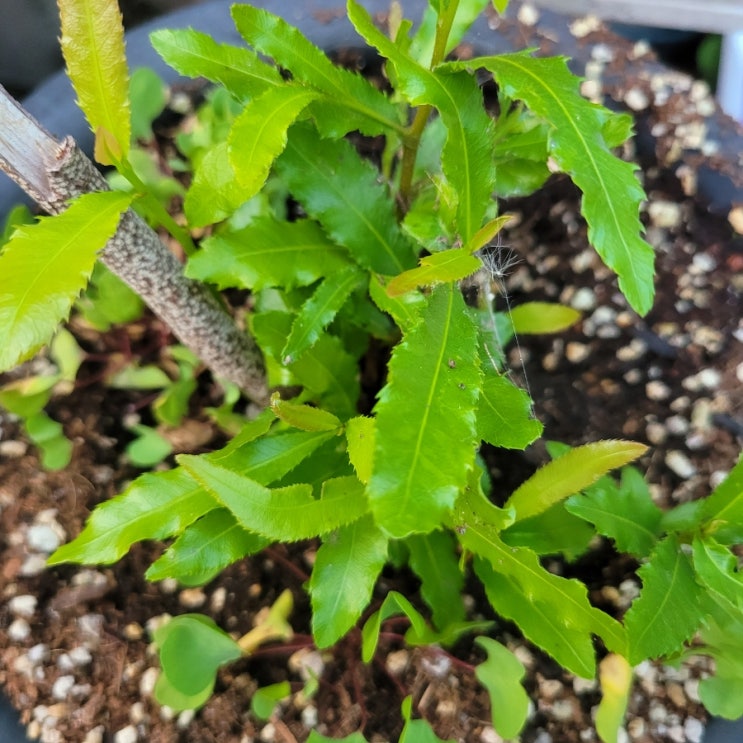 꽃향기님 몽키트리 회생 : 네이버 블로그