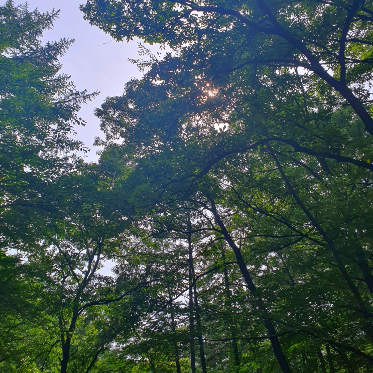 천안 체험 시설 태조산 산림 레포츠 단지 네이버 블로그