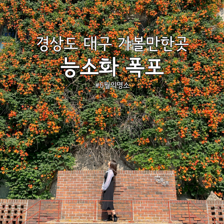 경상도 대구 능소화 폭포 대봉동 여름 꽃놀이 명소 대봉1동 행정복지센터 가볼 만한 곳 주차 개화현황 네이버 블로그