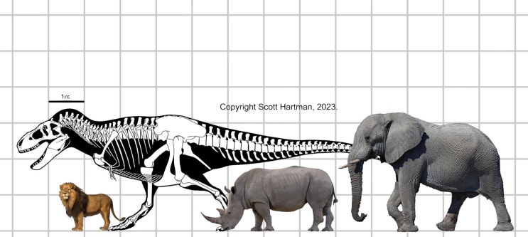 [골격도] T. rex "Wankel" by Scott Hartman : 네이버 블로그