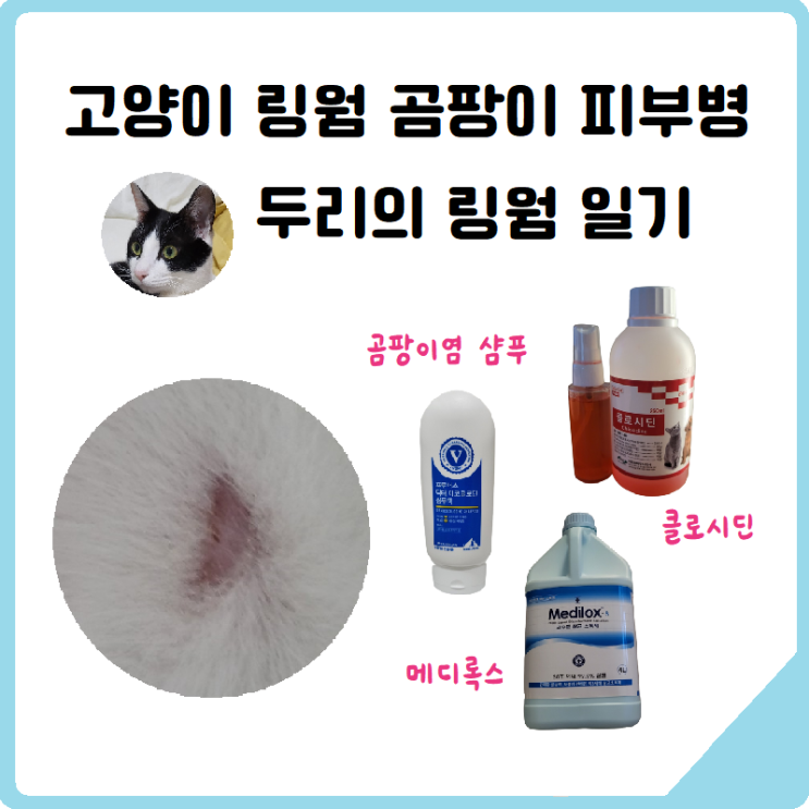 고양이 링웜 곰팡이 피부병 두리의 링웜 일기 클로시딘 프루너스 약용 샴푸 메디록스 살균제 네이버 블로그