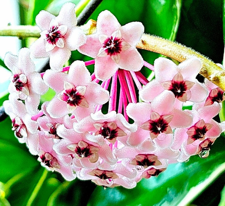 호야꽃이 주는 행복 : 네이버 블로그