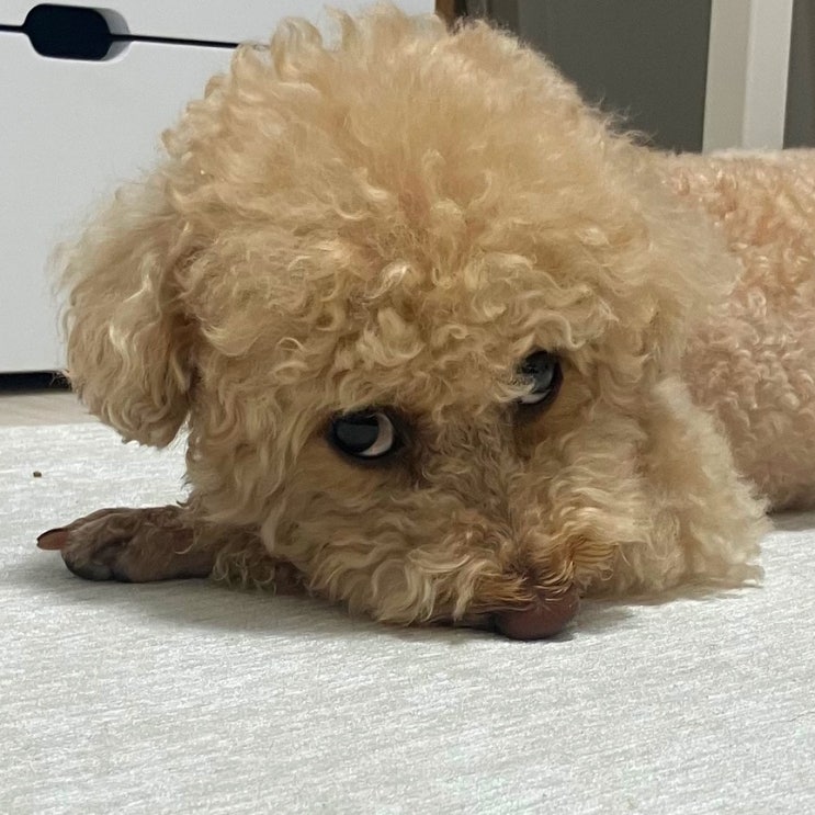 오늘자 의식의 흐름과 갈비 : 네이버 블로그