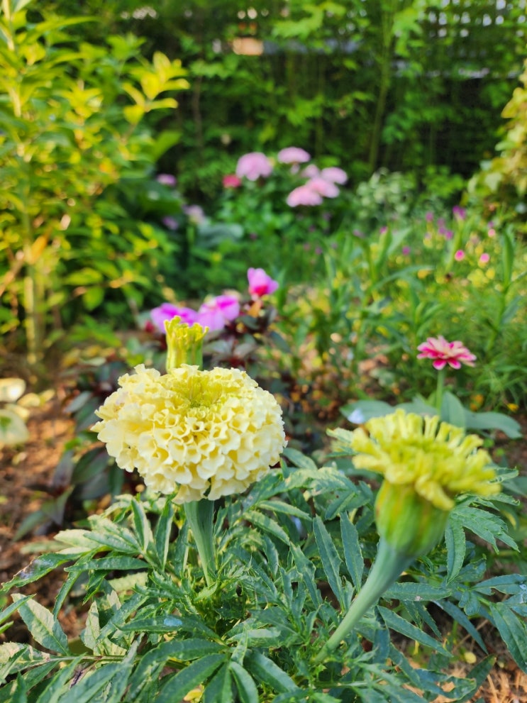 메리골드 화이트골드와 오늘의 마당 : 네이버 블로그
