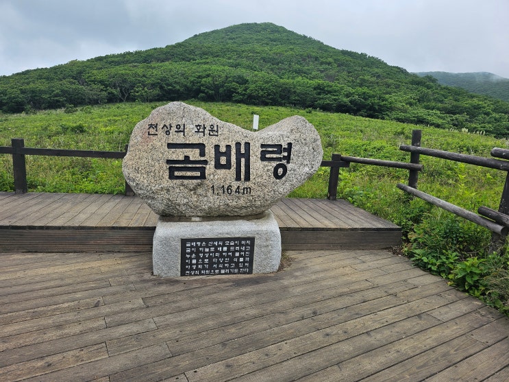 천상의 화원 인제 곰배령 점봉산 산림생태탐방 예약 및 등산 코스 네이버 블로그