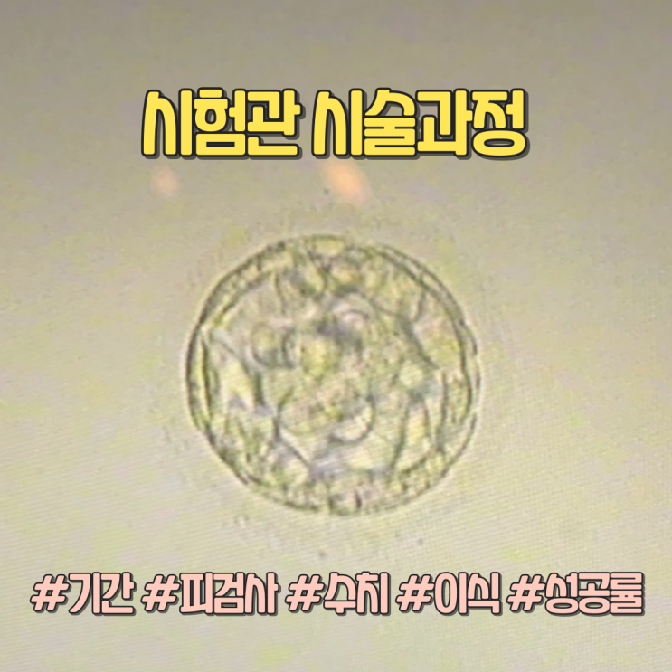 시험관 시술과정 기간 피검사 수치 이식 성공률 네이버 블로그