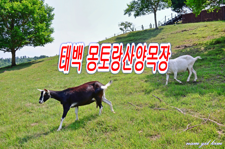 2023 여행 가는 달 6월 어린이와 함께 여행하기 좋은 곳 강원 특별자치도 태백 몽토랑 산양 목장 네이버 블로그