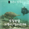 모알보알 거북이와 정어리떼 세부 대중교통으로 현지 자유여행경비코스꿀팁 네이버 블로그