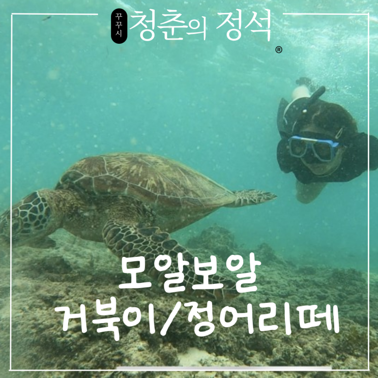 모알보알 거북이와 정어리떼 세부 대중교통으로 현지 자유여행경비코스꿀팁 네이버 블로그