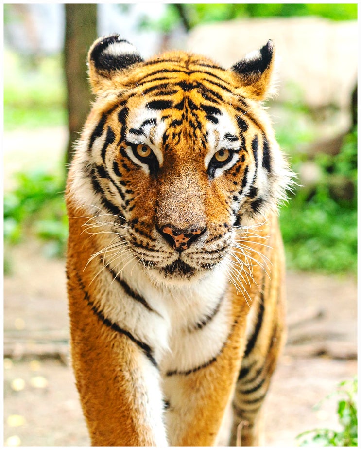 호랑이꿈 해몽, 호랑이를 보는꿈 이렇게 해석하세요 : 네이버 블로그