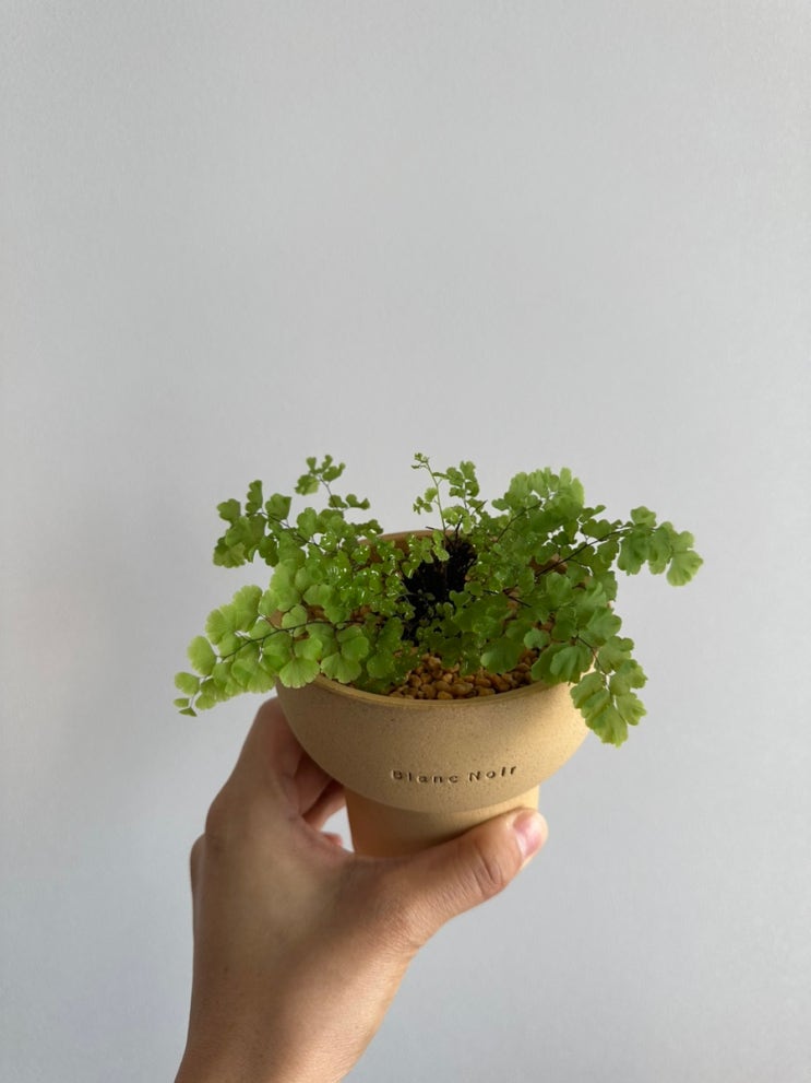 시들다 살아난 이디안텀 기록 : 네이버 블로그