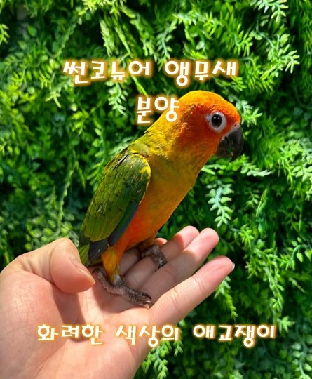 썬코뉴어 앵무새 분양 및 안내 코뉴어 앵무새 분양 서울 구리 의정부 서울 노원 앵무새 카페 네이버 블로그