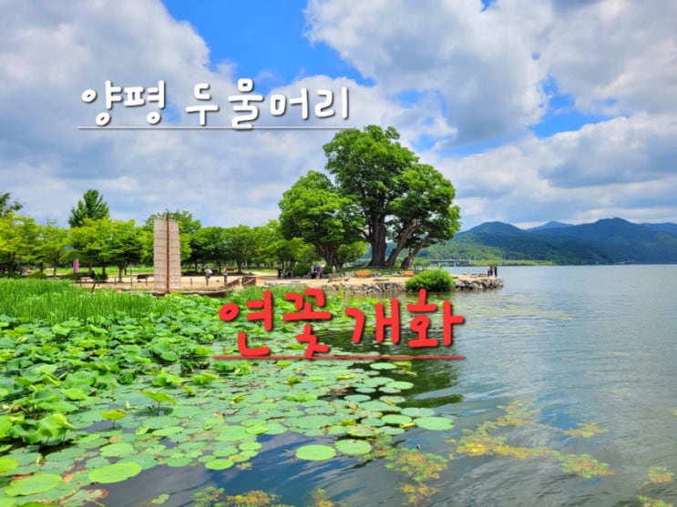 양평 두물머리 연꽃개화 양평 여행 가볼만한곳 두물머리 주차장 편의시설 네이버 블로그