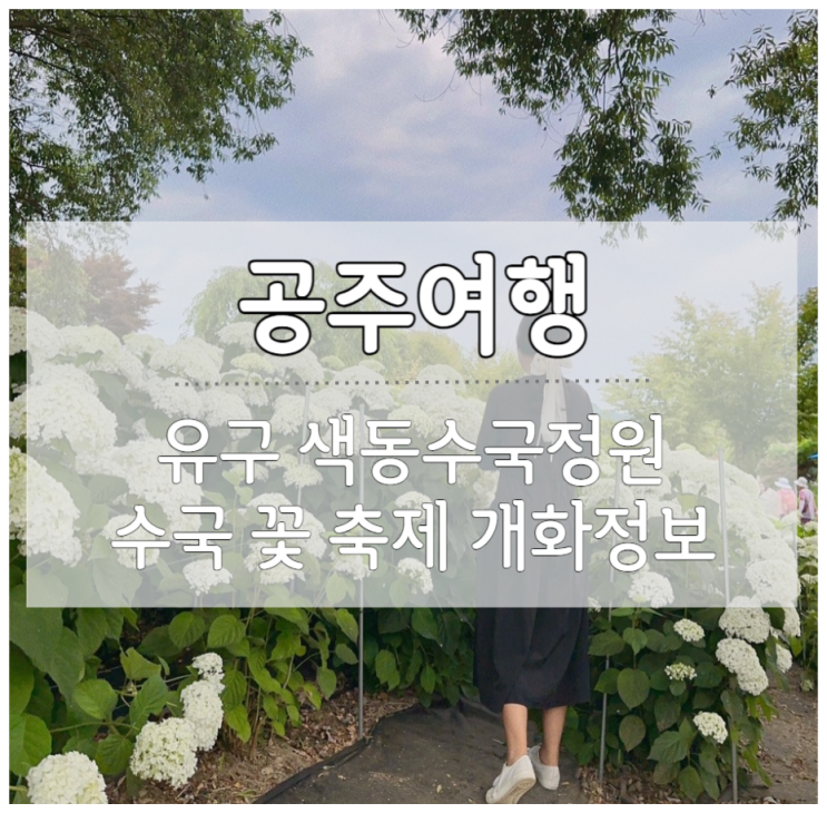 공주여행 유구 색동수국정원 수국 꽃 축제 개화정보 및 기본정보 네이버 블로그