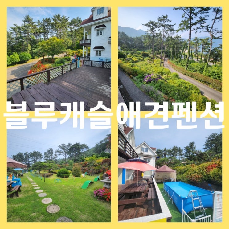 거제 국내최대 5000평규모 오션뷰 애견펜션 블루캐슬 애견펜션 네이버 블로그