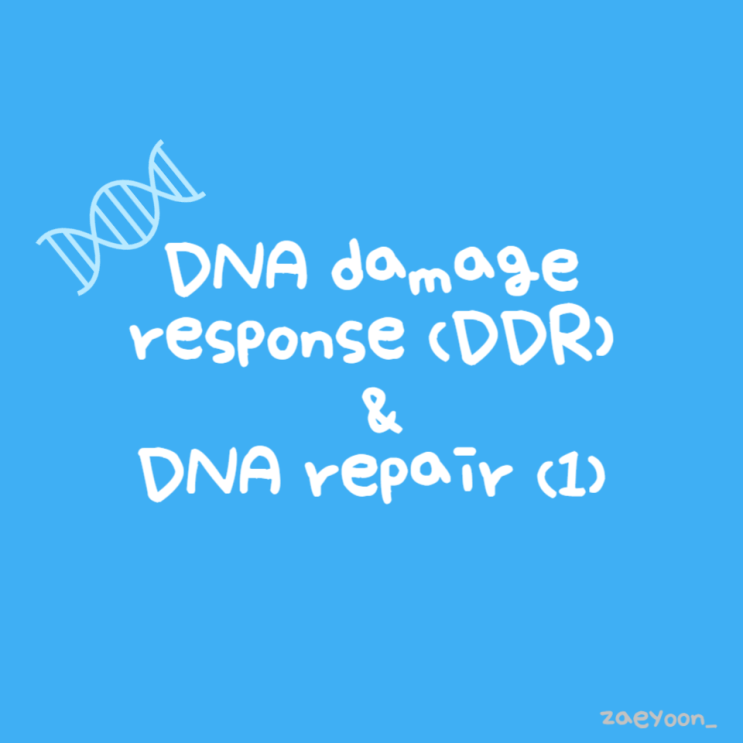 DNA damage response (DDR)/ DNA repair (1) : 네이버 블로그