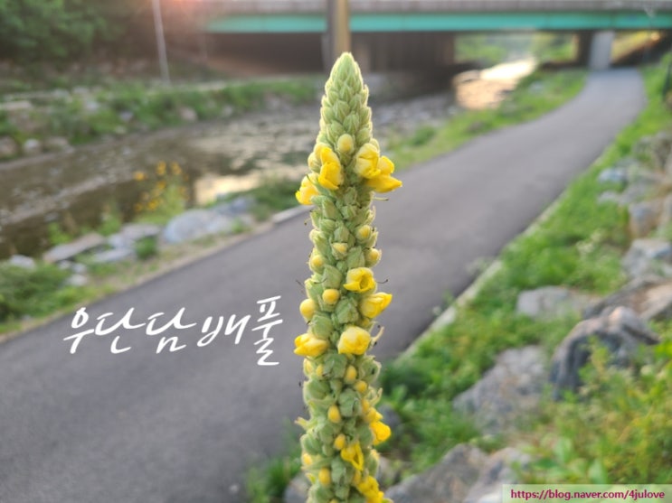 우단담배풀 판교 운중천 산책로에서 만나는 자연 탐방 키 큰 담배와 닮은 키 큰 풀 노오란 꽃으로 감상 네이버 블로그