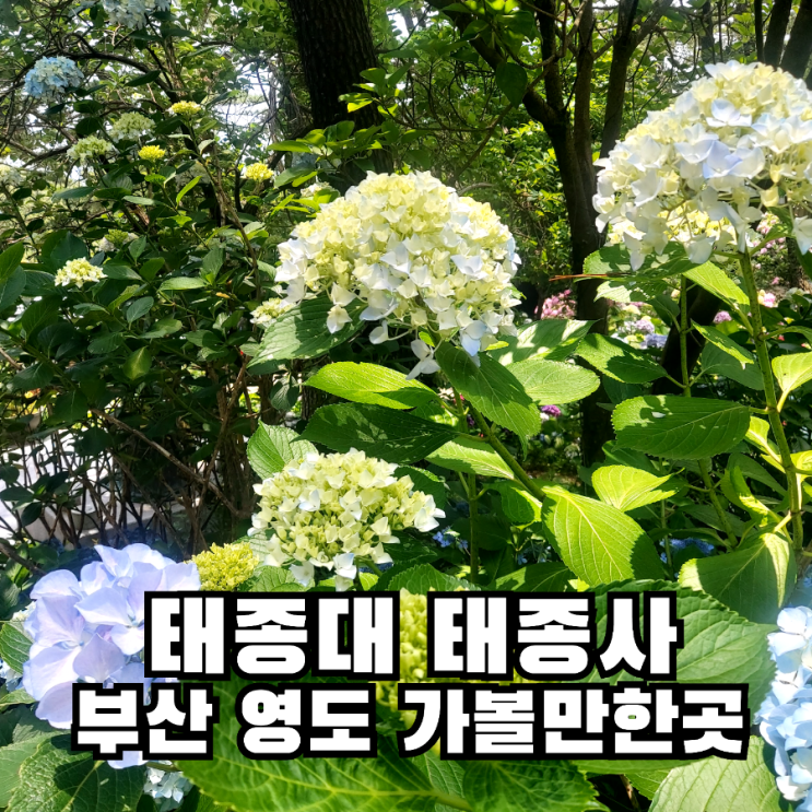 부산 영도 가볼만한곳 태종대 태종사 수국축제 취소 다누비열차 주차장 네이버 블로그