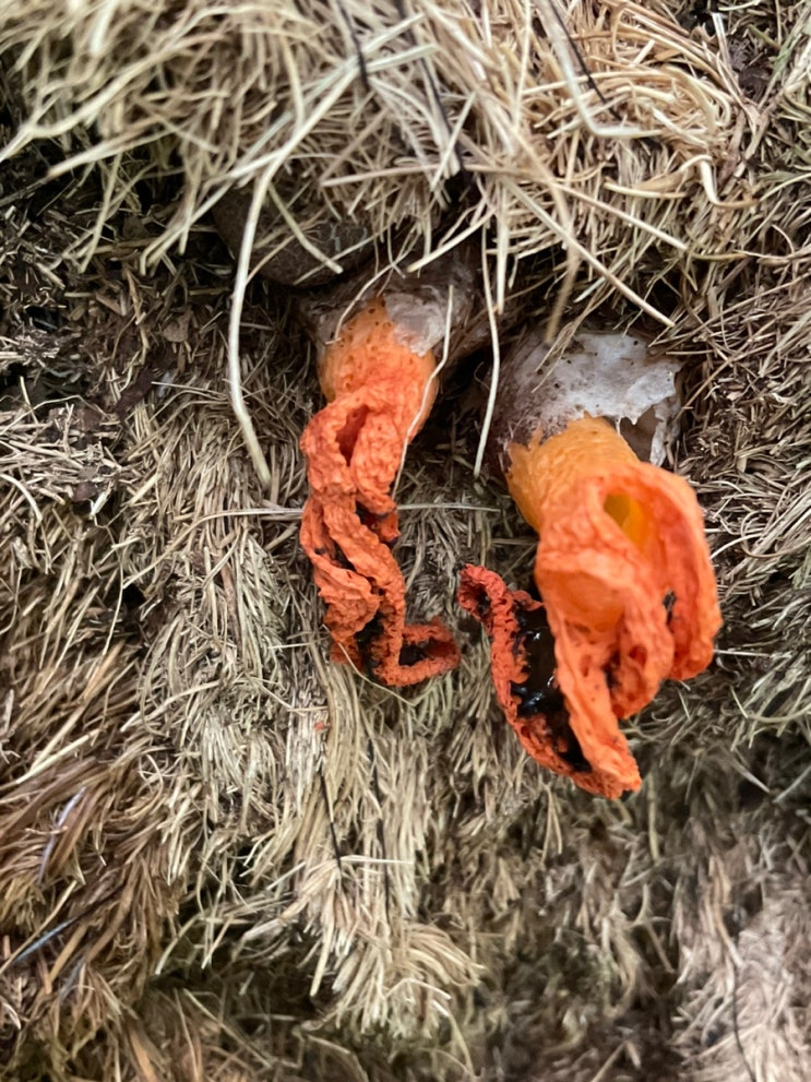 세발버섯 : 네이버 블로그