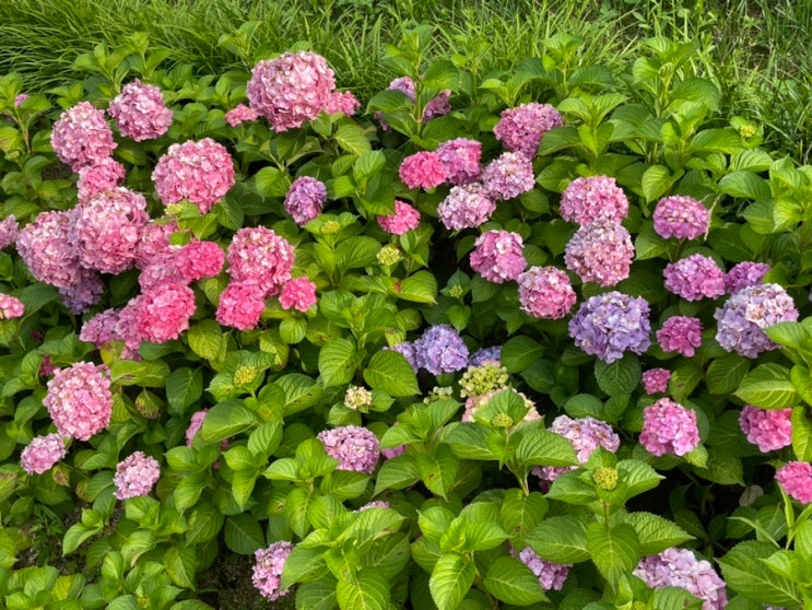 아 뭐하지? 갤러리 털어야지 _#49 : 네이버 블로그